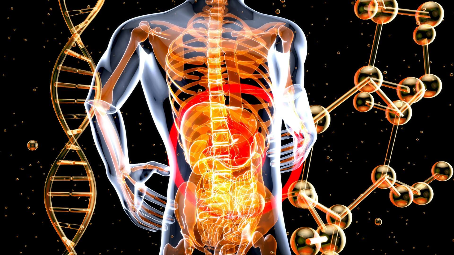 What is Gut Health? Importance, Tips, and Expert Support
